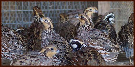 Granja de Codornices "La Cabaña"