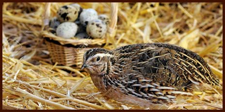 Granja de Codornices "La Cabaña"