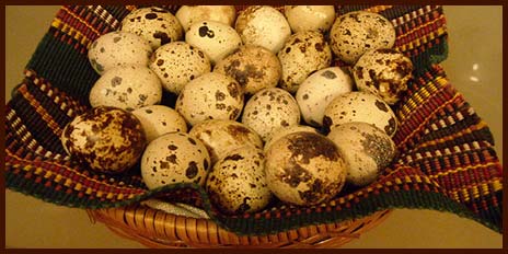 Granja de Codornices "La Cabaña"